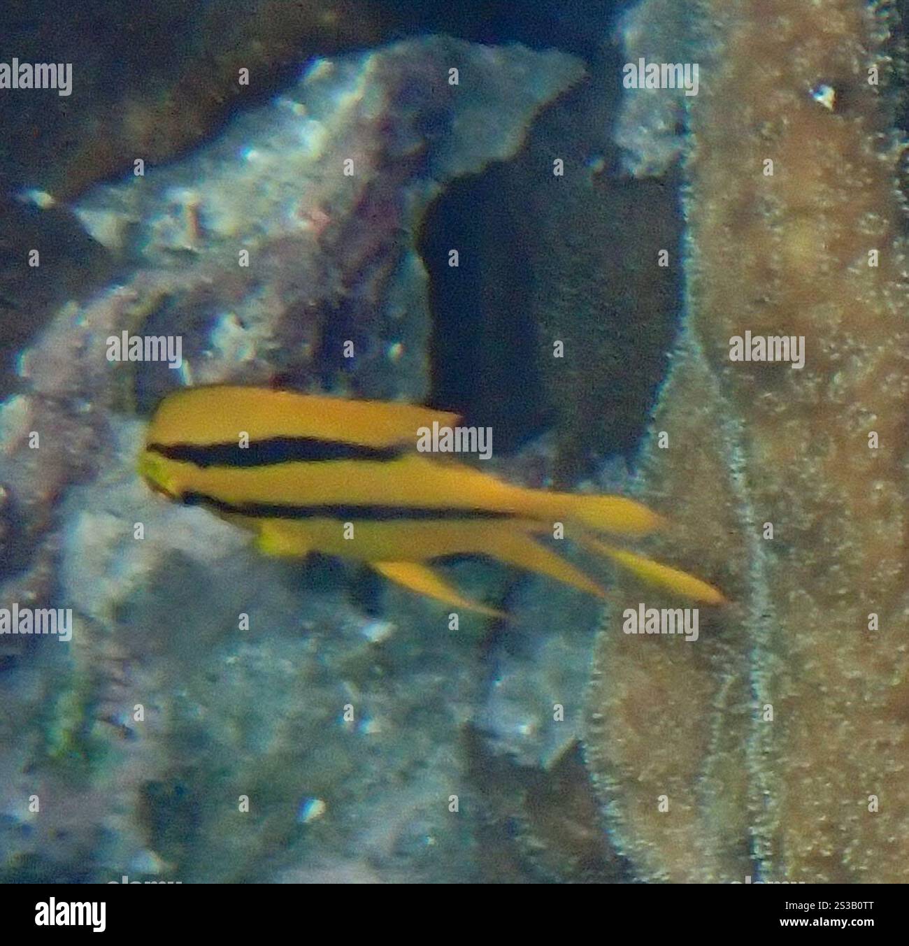 Indo-Pacific Yellowtail Damsel (Neoglyphidodon nigroris Stock Photo - Alamy