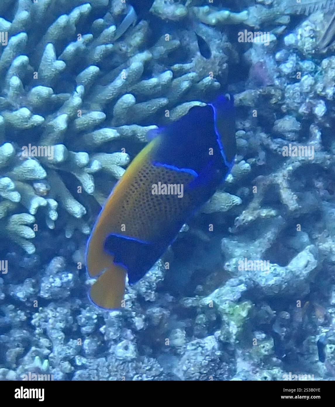 Bluegirdle Angelfish (Pomacanthus navarchus Stock Photo - Alamy