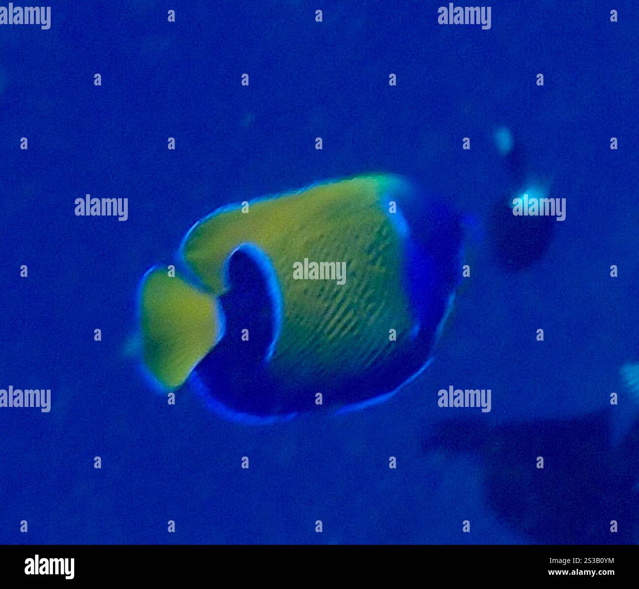 Bluegirdle Angelfish (Pomacanthus navarchus Stock Photo - Alamy