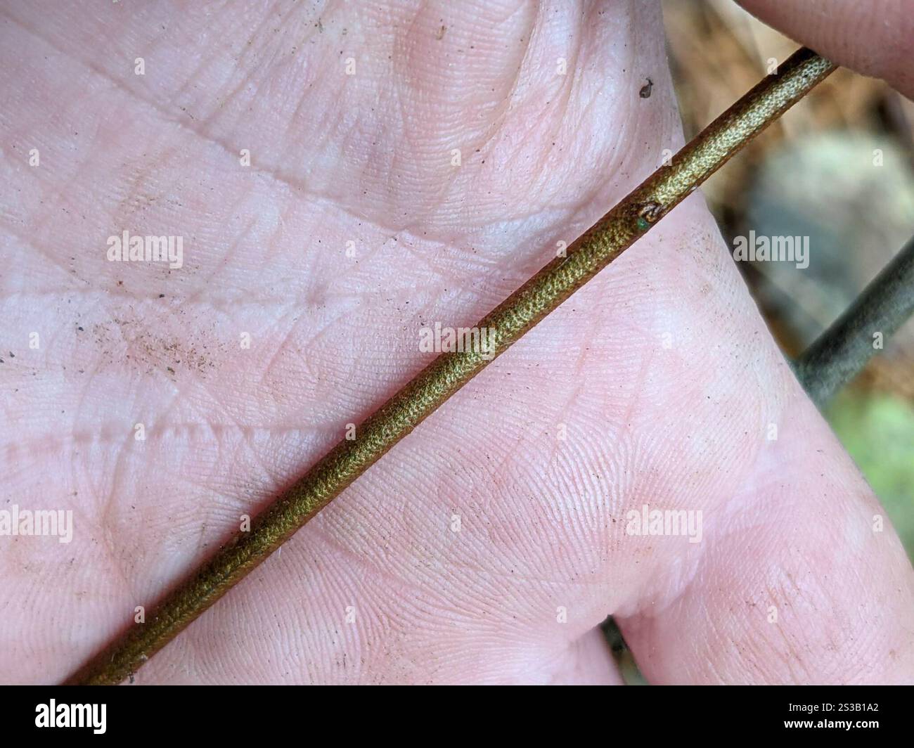 autumn olive (Elaeagnus umbellata Stock Photo - Alamy