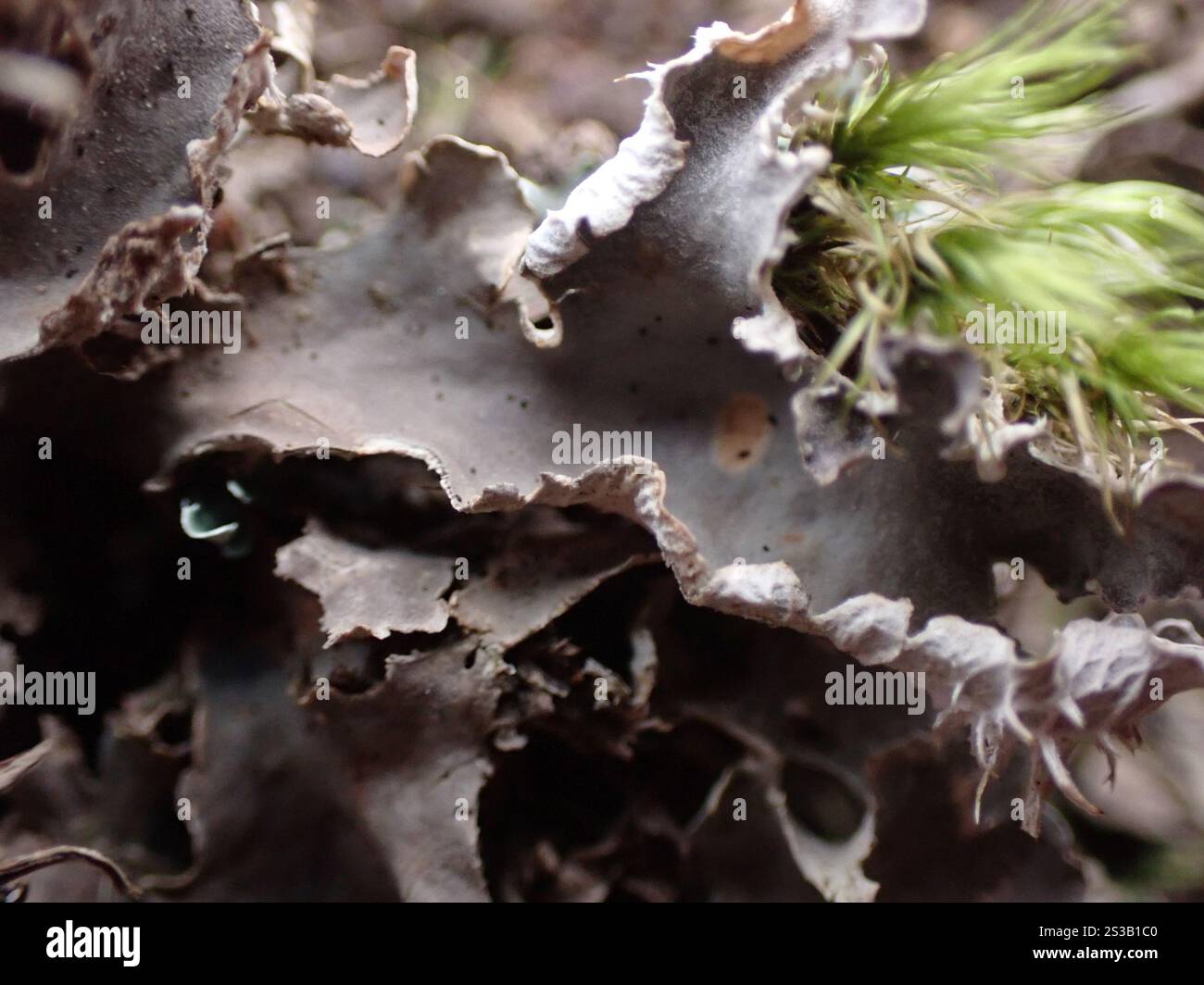 scaly pelt lichen (Peltigera praetextata Stock Photo - Alamy