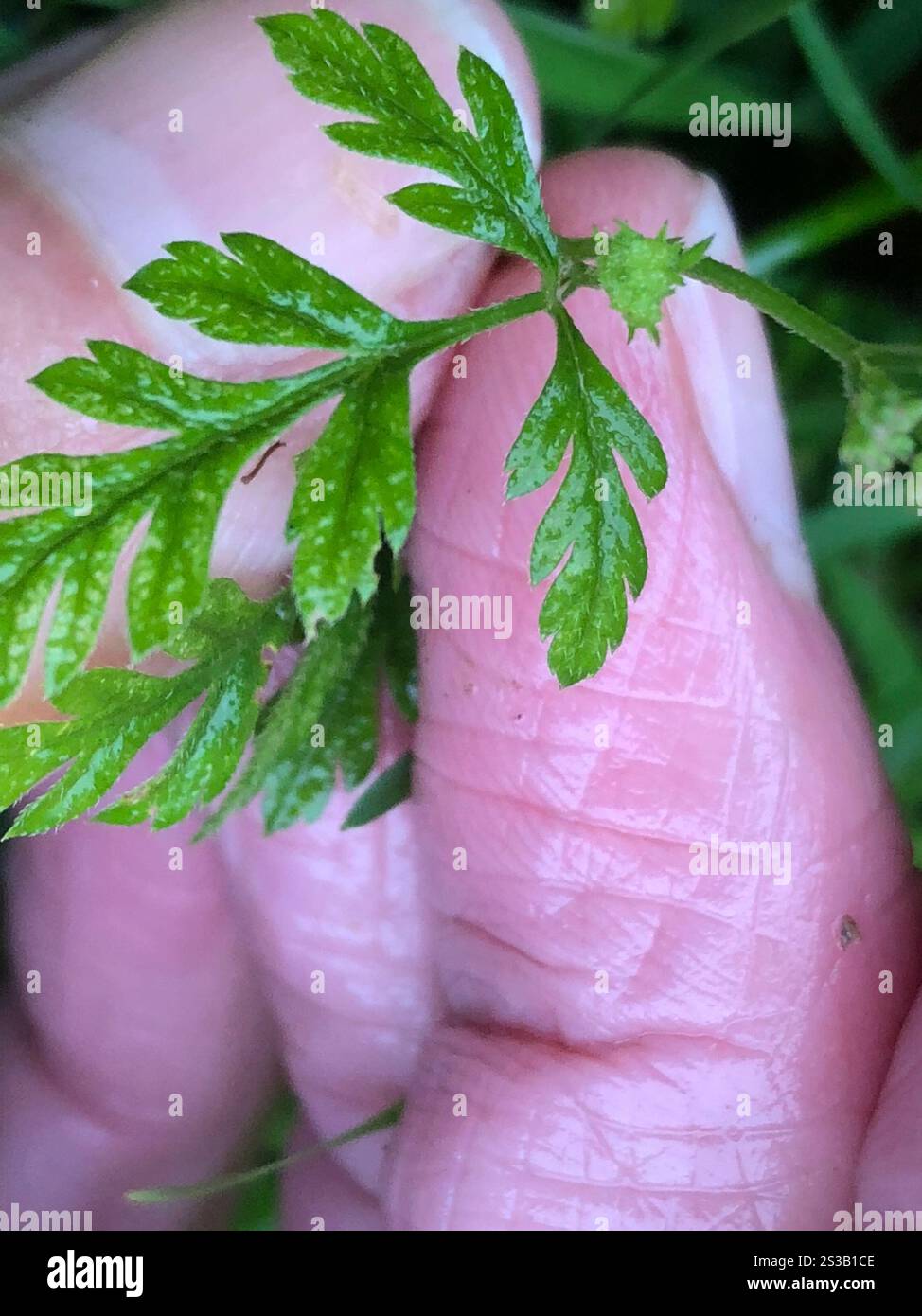 upright hedge-parsley (Torilis japonica Stock Photo - Alamy