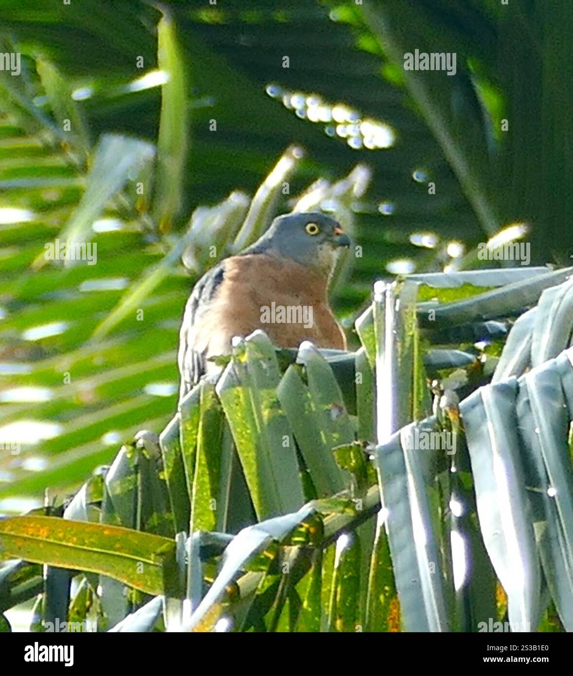 Chinese Sparrowhawk (Tachyspiza soloensis Stock Photo - Alamy