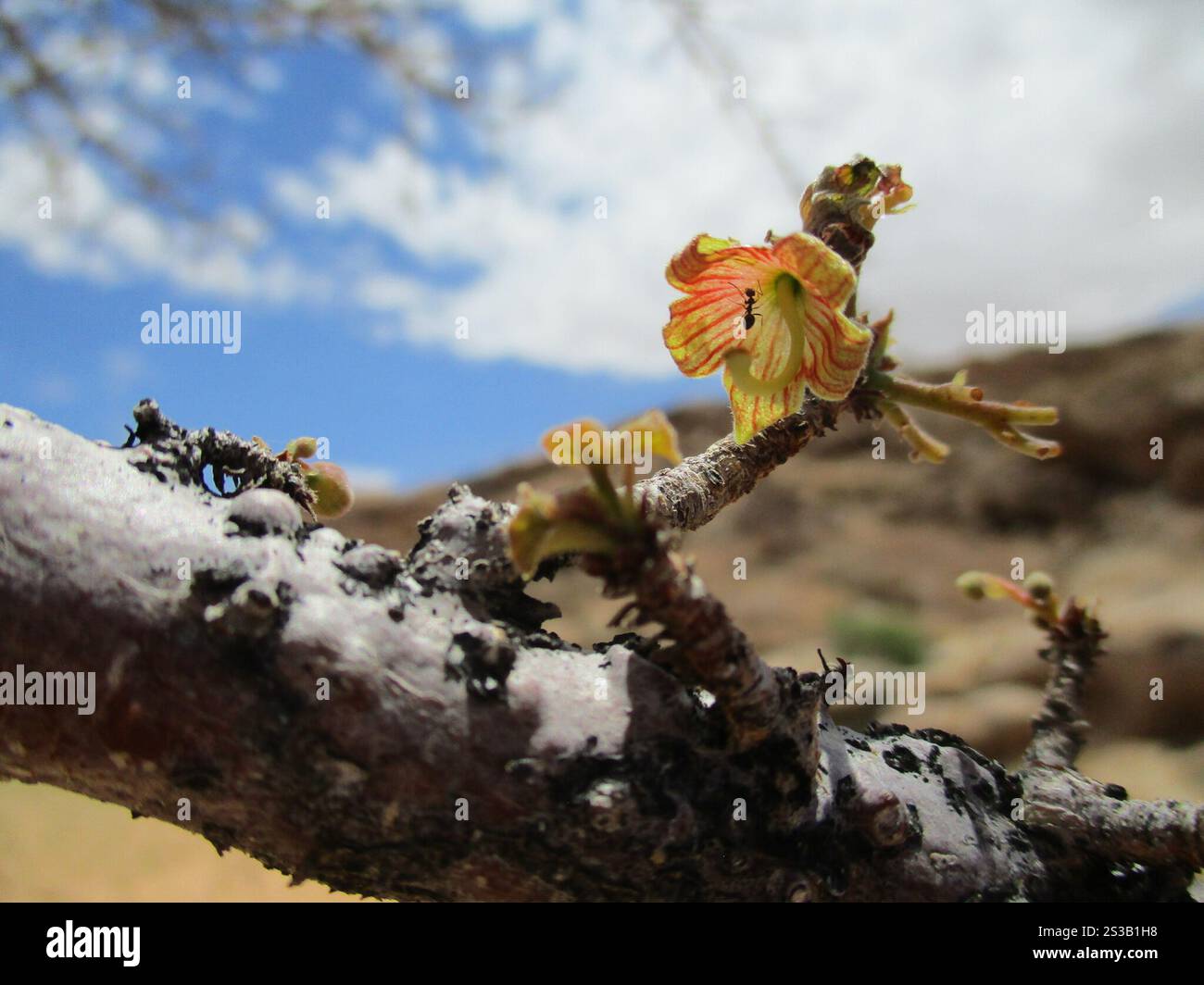 African Star-Chestnut (Sterculia africana Stock Photo - Alamy