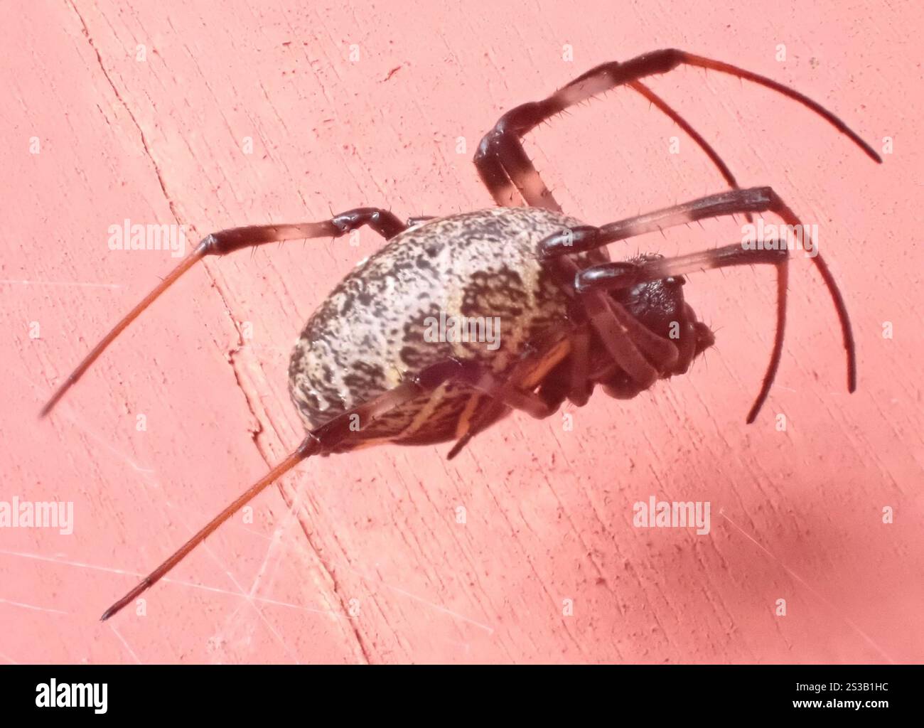 Asian Hermit Spider (Nephilengys malabarensis Stock Photo - Alamy