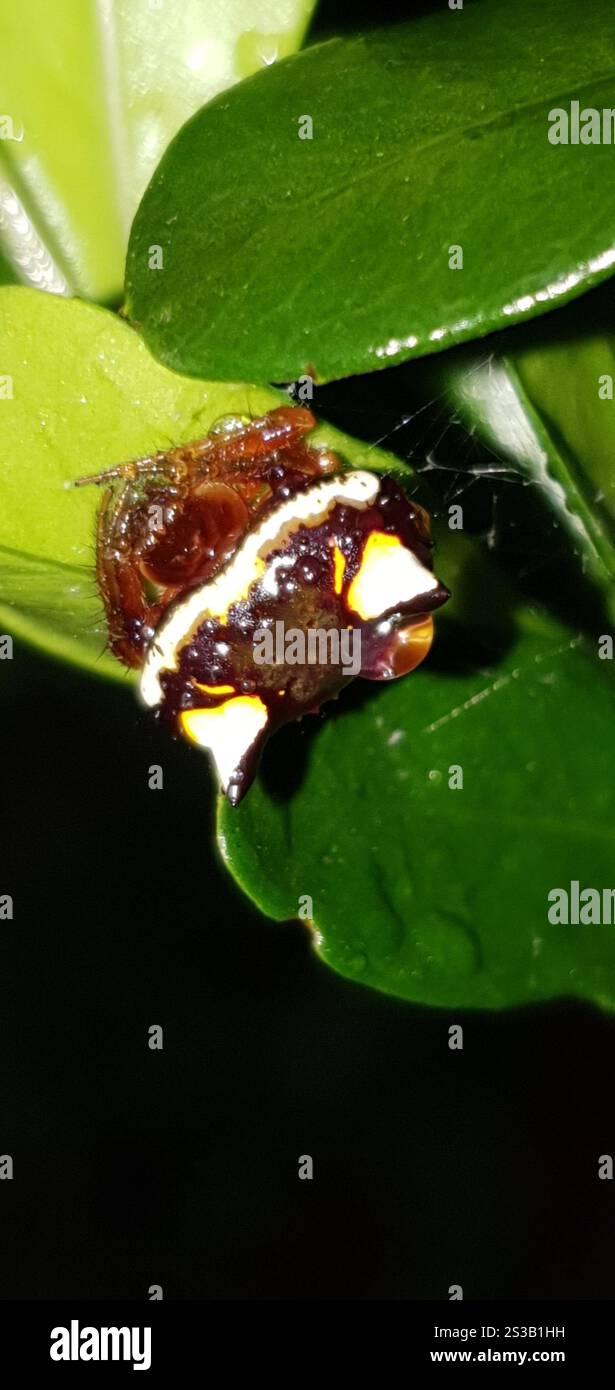 Two-spined spider (Poecilopachys australasia Stock Photo - Alamy