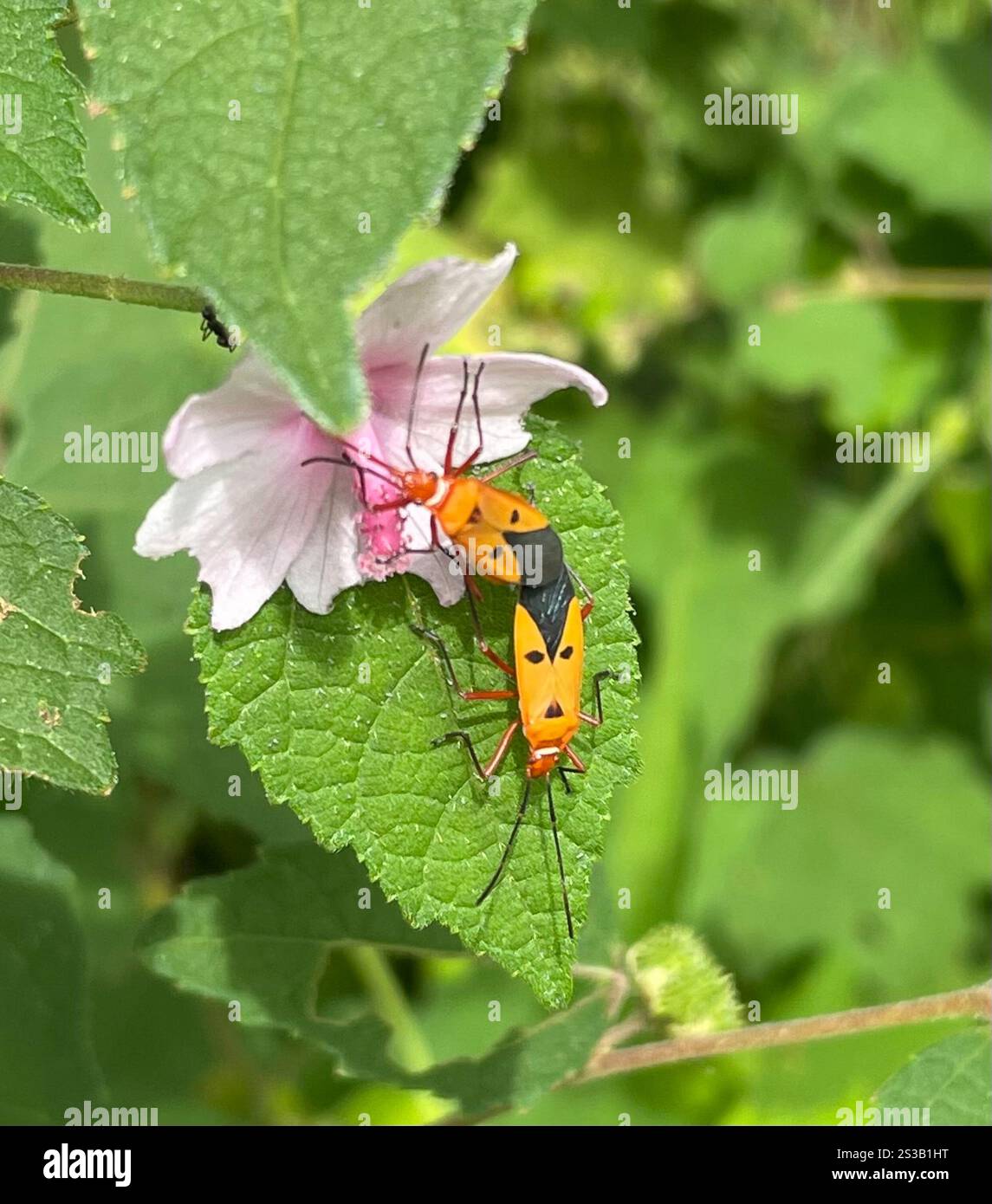 Indian Cotton Stainer (Dysdercus cingulatus Stock Photo - Alamy