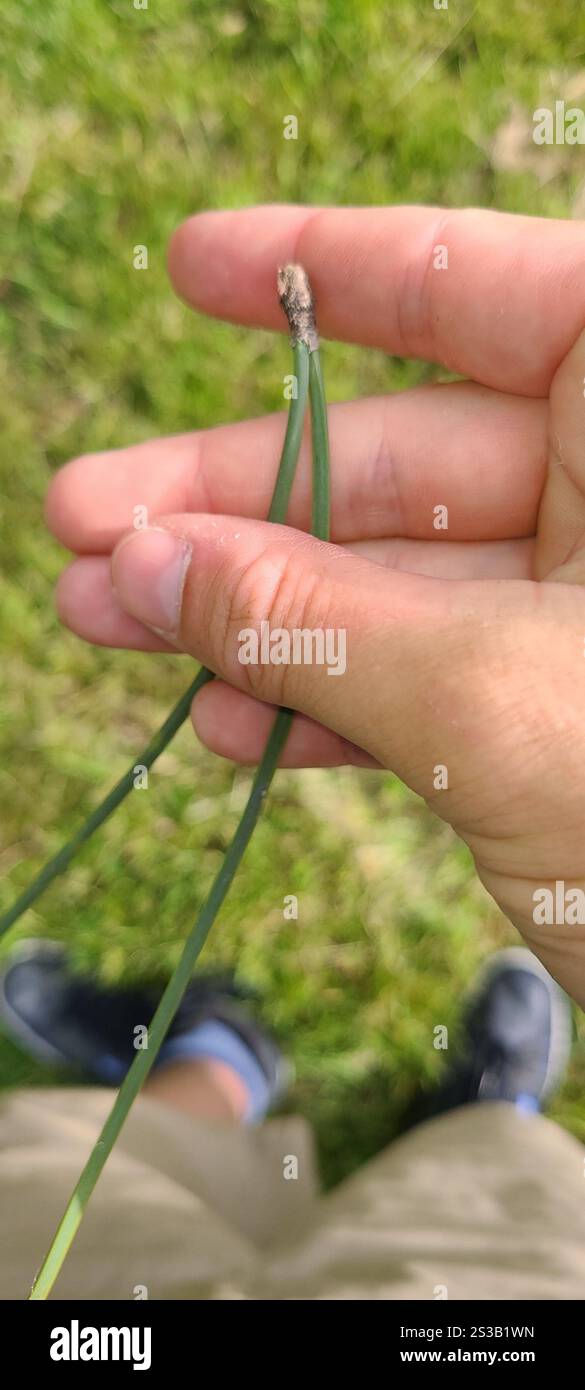 maritime pine (Pinus pinaster Stock Photo - Alamy