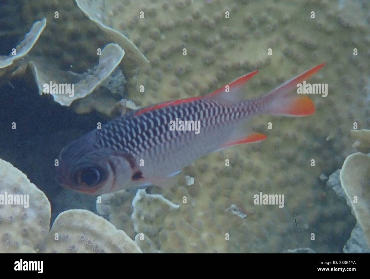 Violet Soldierfish (Myripristis violacea Stock Photo - Alamy