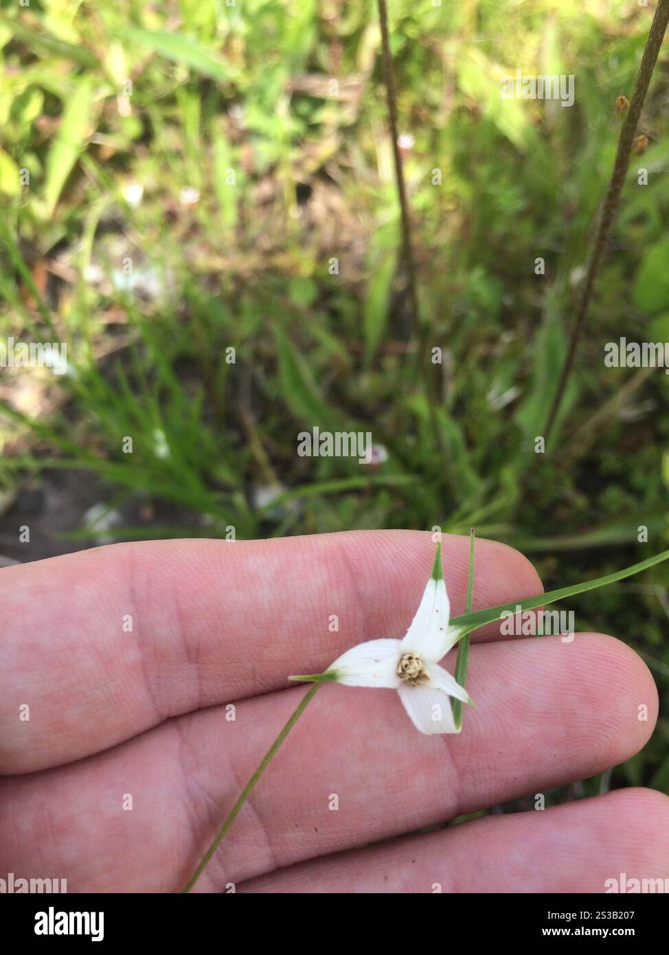 whitetop sedge (Rhynchospora colorata Stock Photo - Alamy