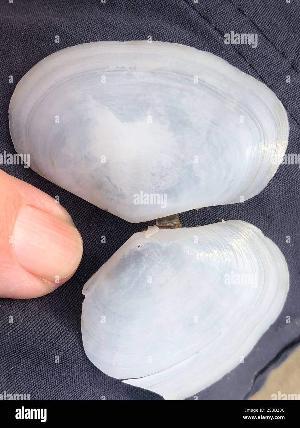 Tellins, Sunset Clams, and Allies (Tellinoidea Stock Photo - Alamy