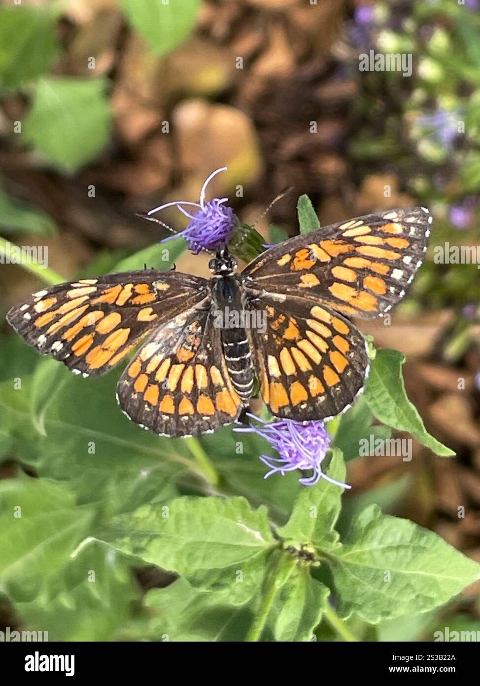 Theona Checkerspot (Chlosyne theona Stock Photo - Alamy