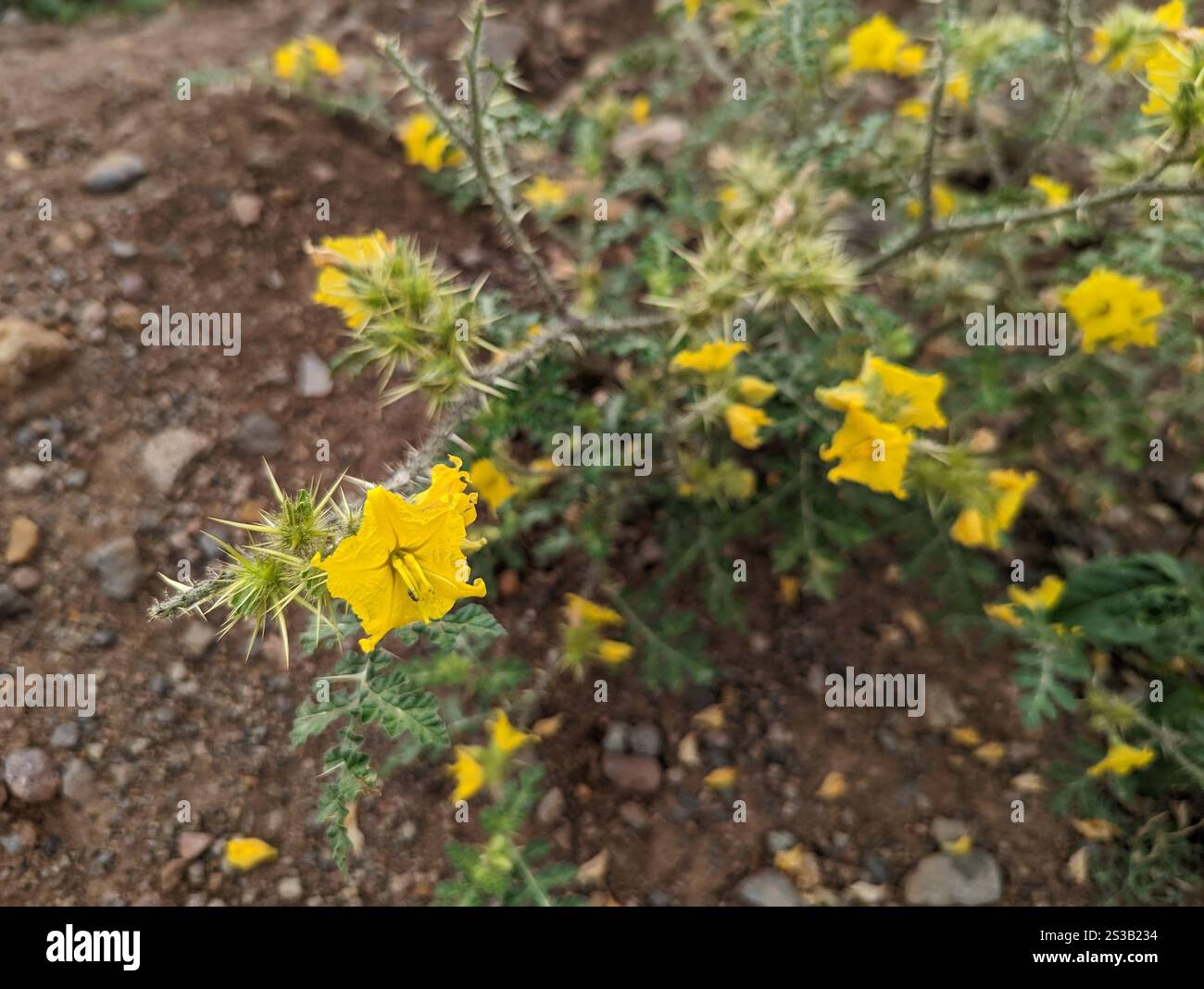 buffalo-bur (Solanum rostratum Stock Photo - Alamy