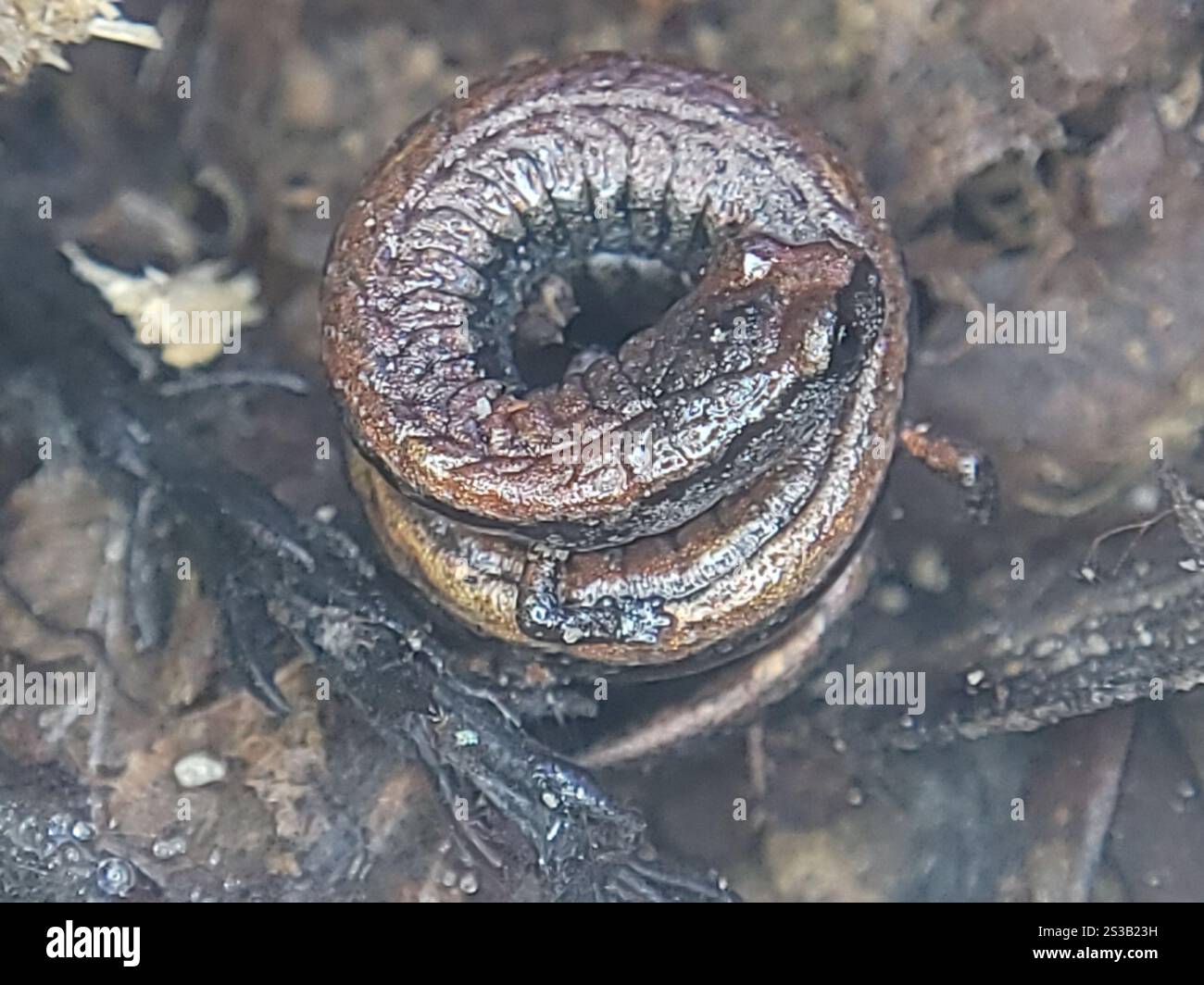 California Slender Salamander (Batrachoseps attenuatus Stock Photo - Alamy