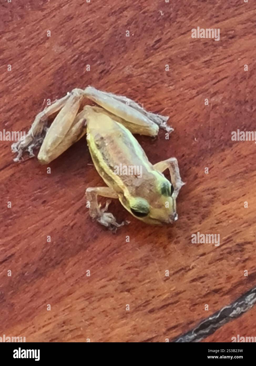 Red Snouted Tree Frog (Scinax ruber Stock Photo - Alamy