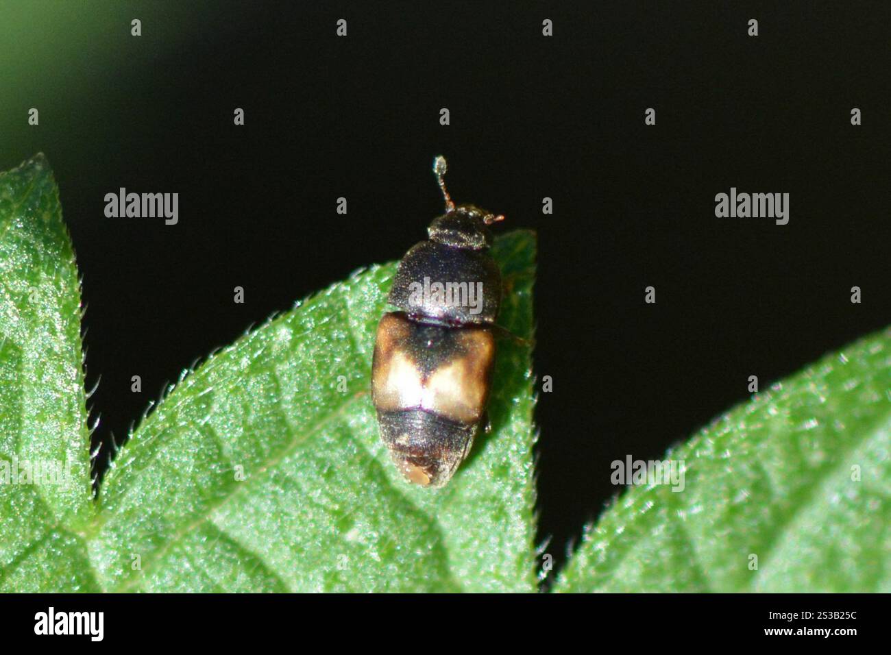 Dried Fruit Beetle (Carpophilus hemipterus Stock Photo - Alamy