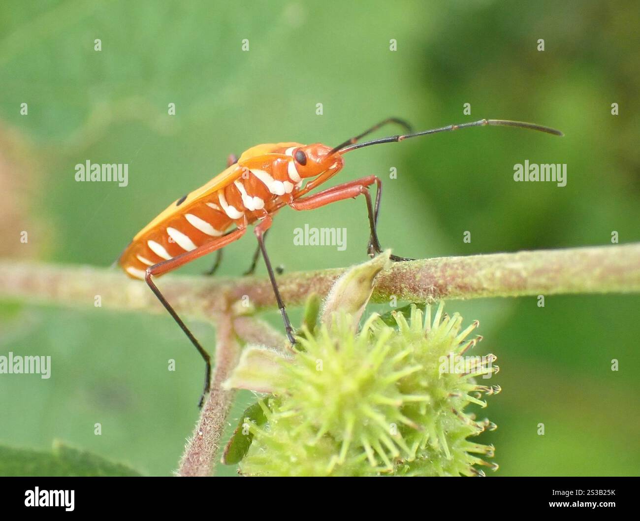 Indian Cotton Stainer (Dysdercus cingulatus Stock Photo - Alamy
