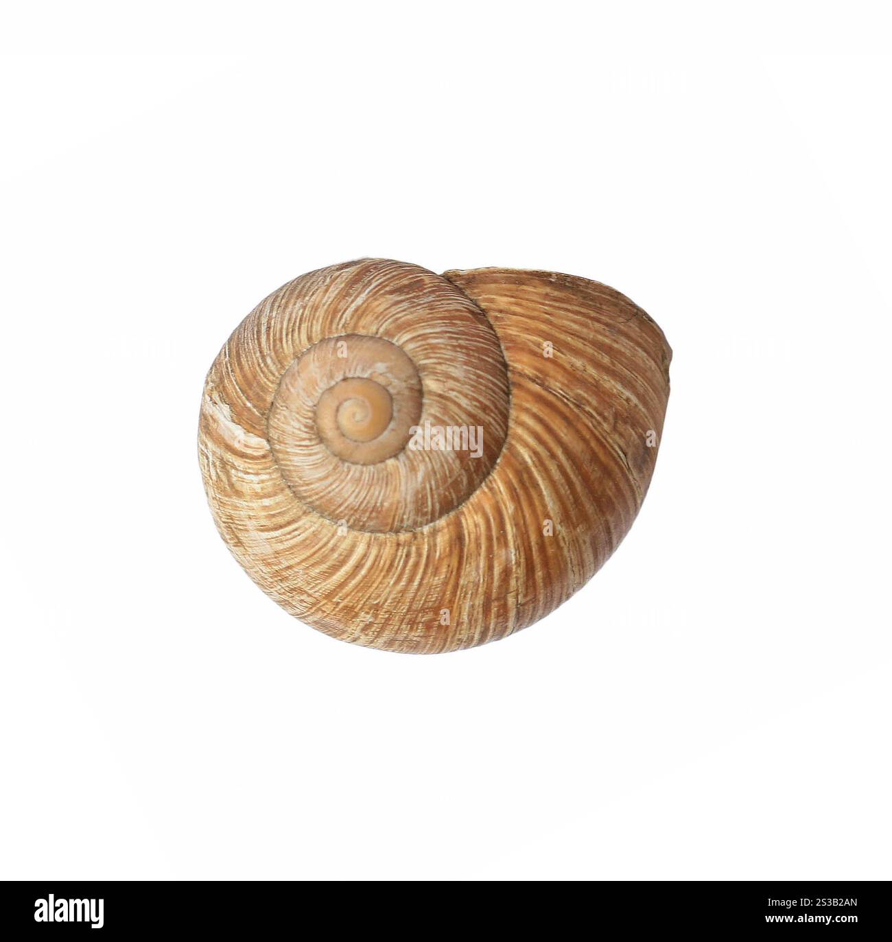 Sea Shell on Isolated White Background. Sea Shell Stock Photo - Alamy