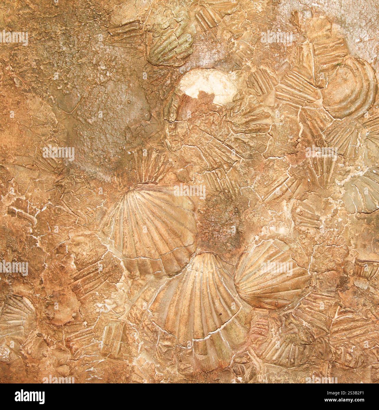 Shell sediment abstract background close up. Shell sediment abstract ...