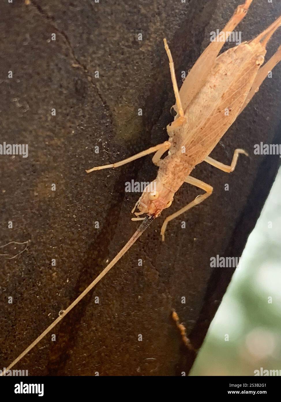 Western Tree Cricket (Oecanthus californicus Stock Photo - Alamy