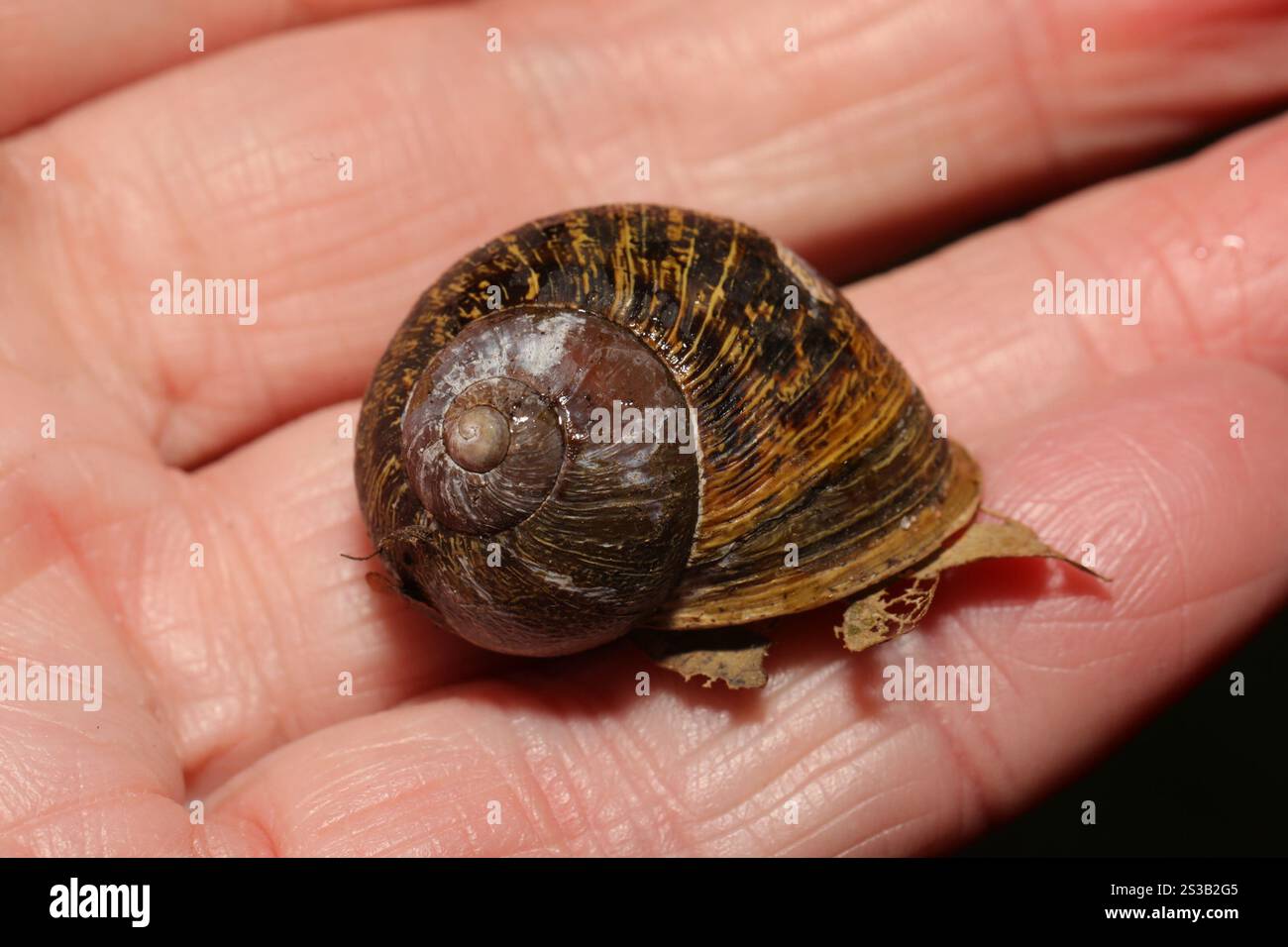 Garden Snail (Cornu aspersum Stock Photo - Alamy
