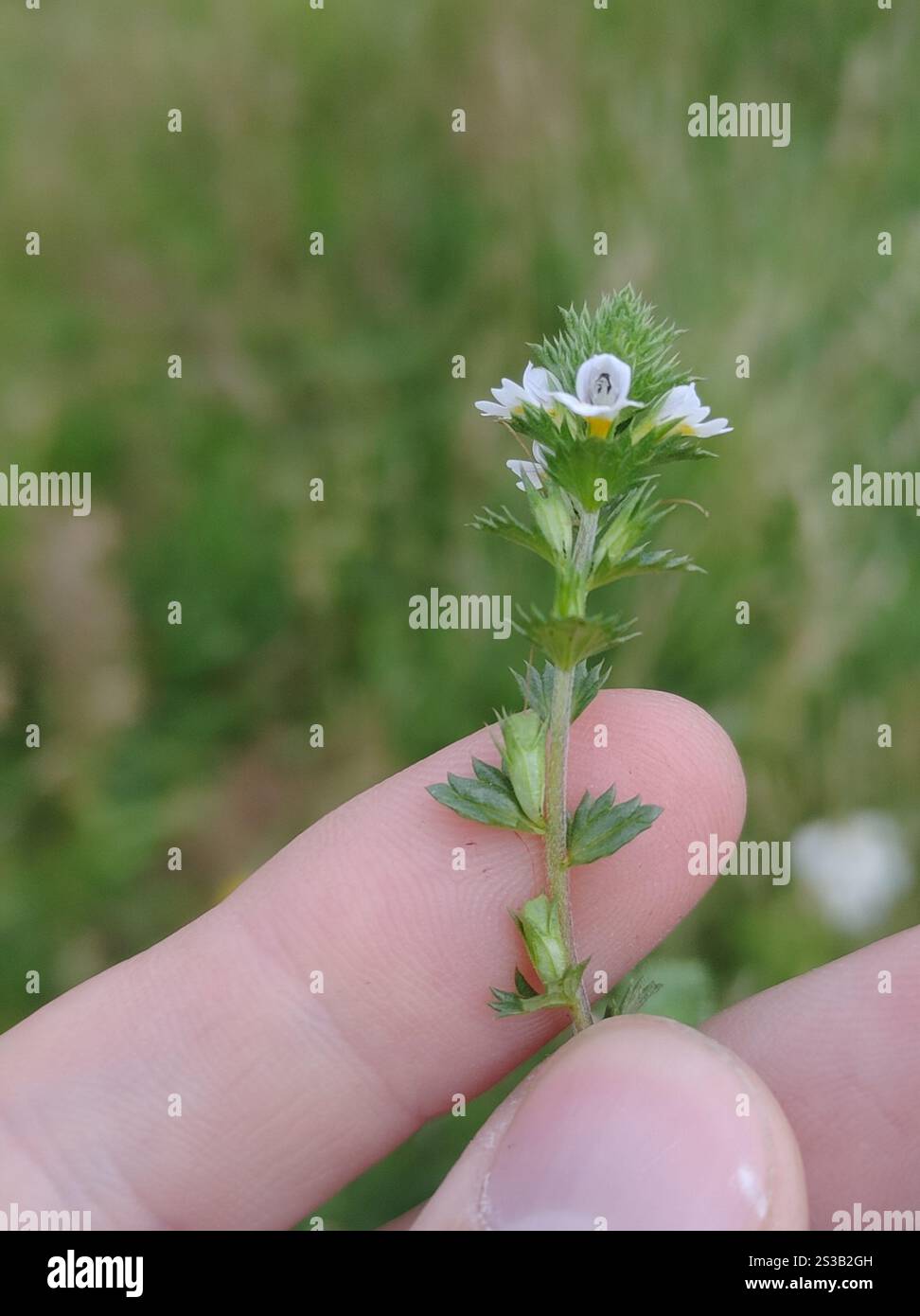 Common Eyebright (Euphrasia nemorosa Stock Photo - Alamy