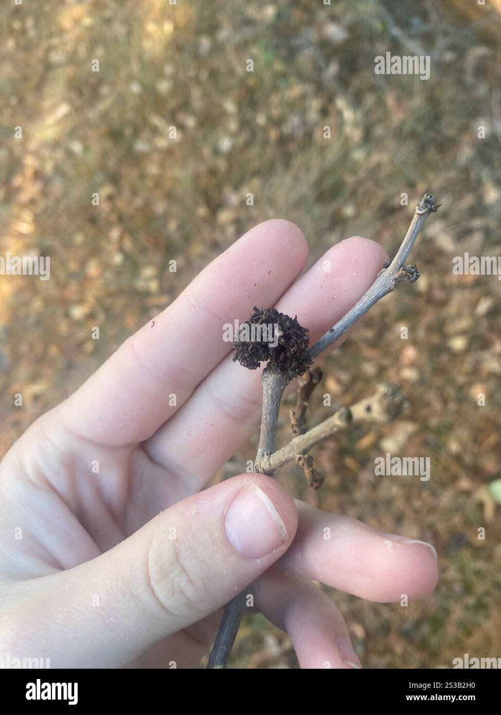 Ash Flower Gall Mite (Aceria fraxiniflora Stock Photo - Alamy