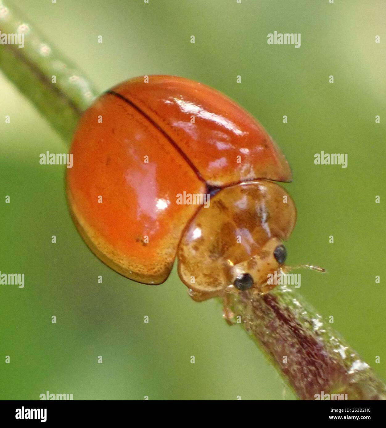 Black-spotted Lady Beetles (Coccinellini Stock Photo - Alamy