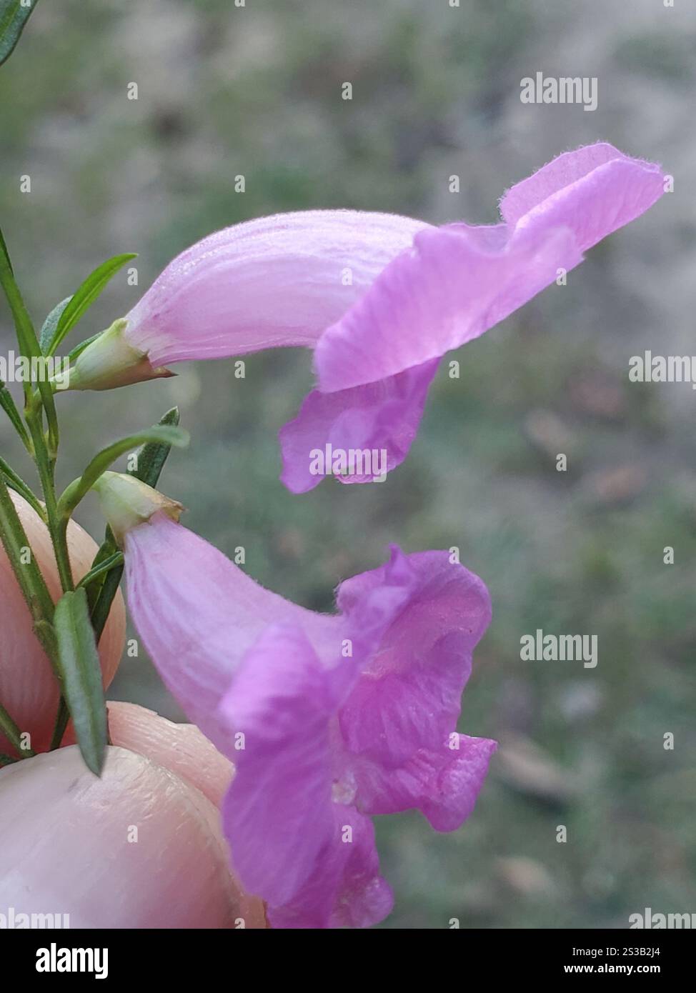 false foxgloves (Agalinis Stock Photo - Alamy