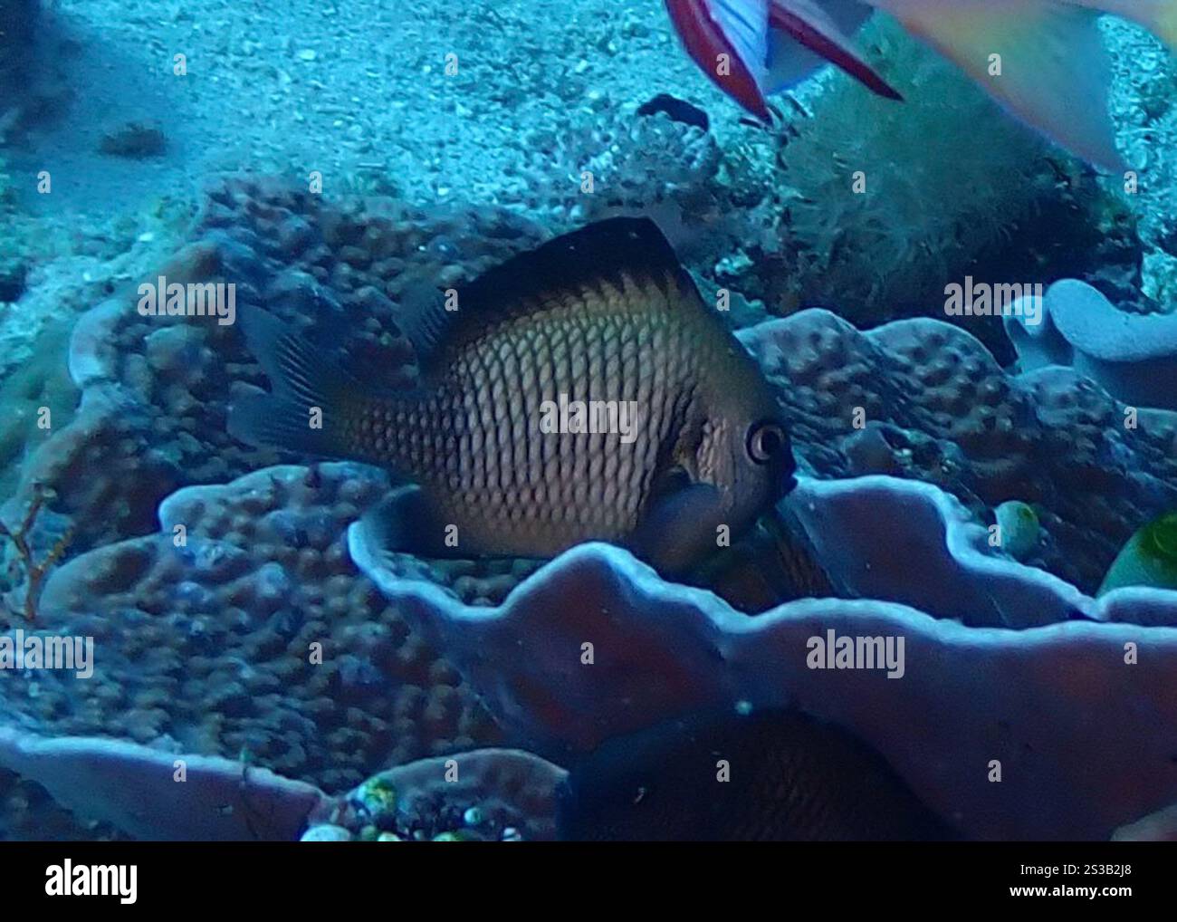 Reticulated Damselfish (Dascyllus reticulatus Stock Photo - Alamy
