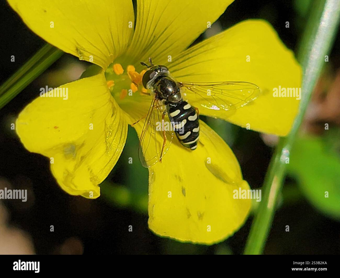 Large-tailed Aphideater (Eupeodes volucris Stock Photo - Alamy