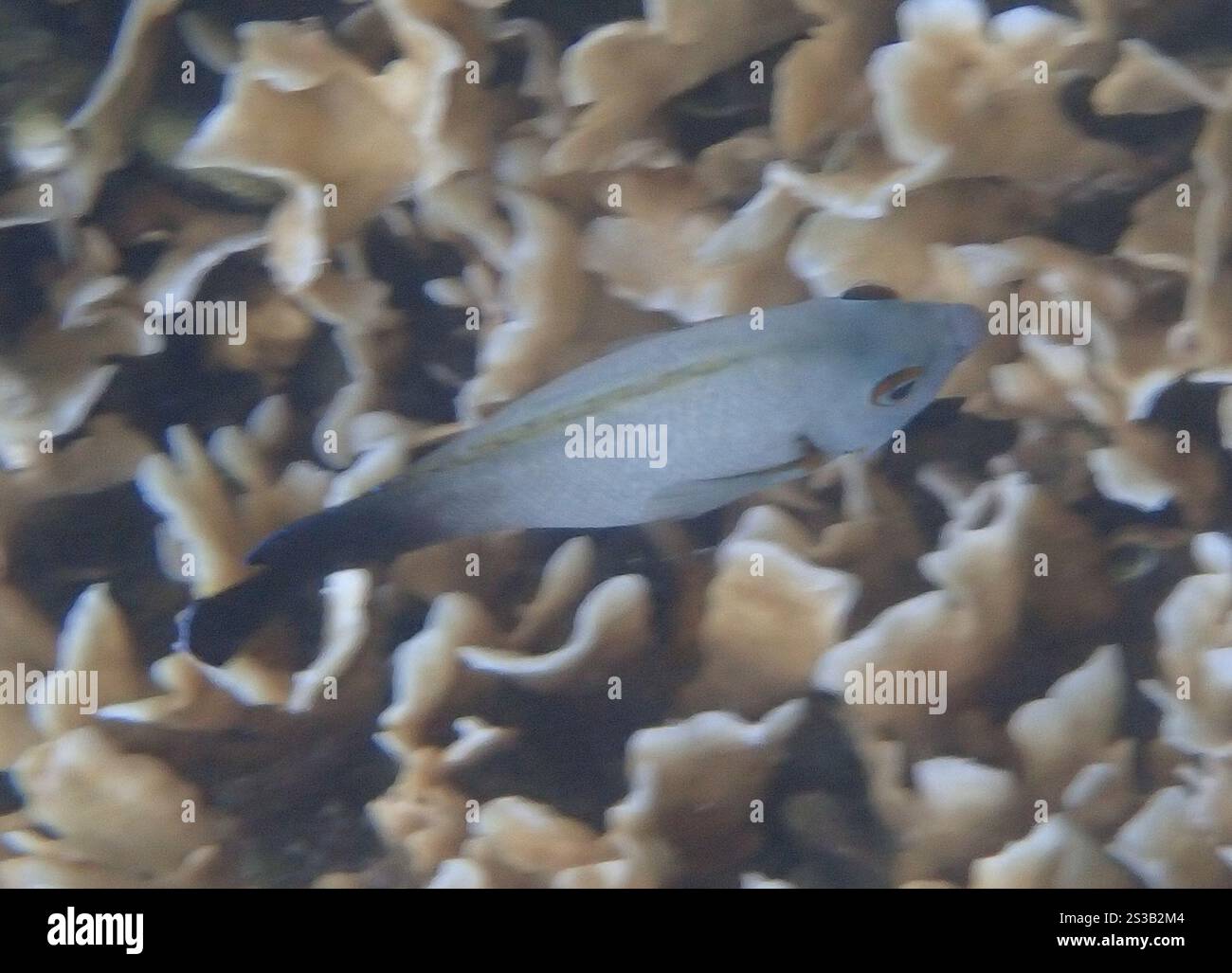 Pearlscale Angelfish (Centropyge vrolikii Stock Photo - Alamy