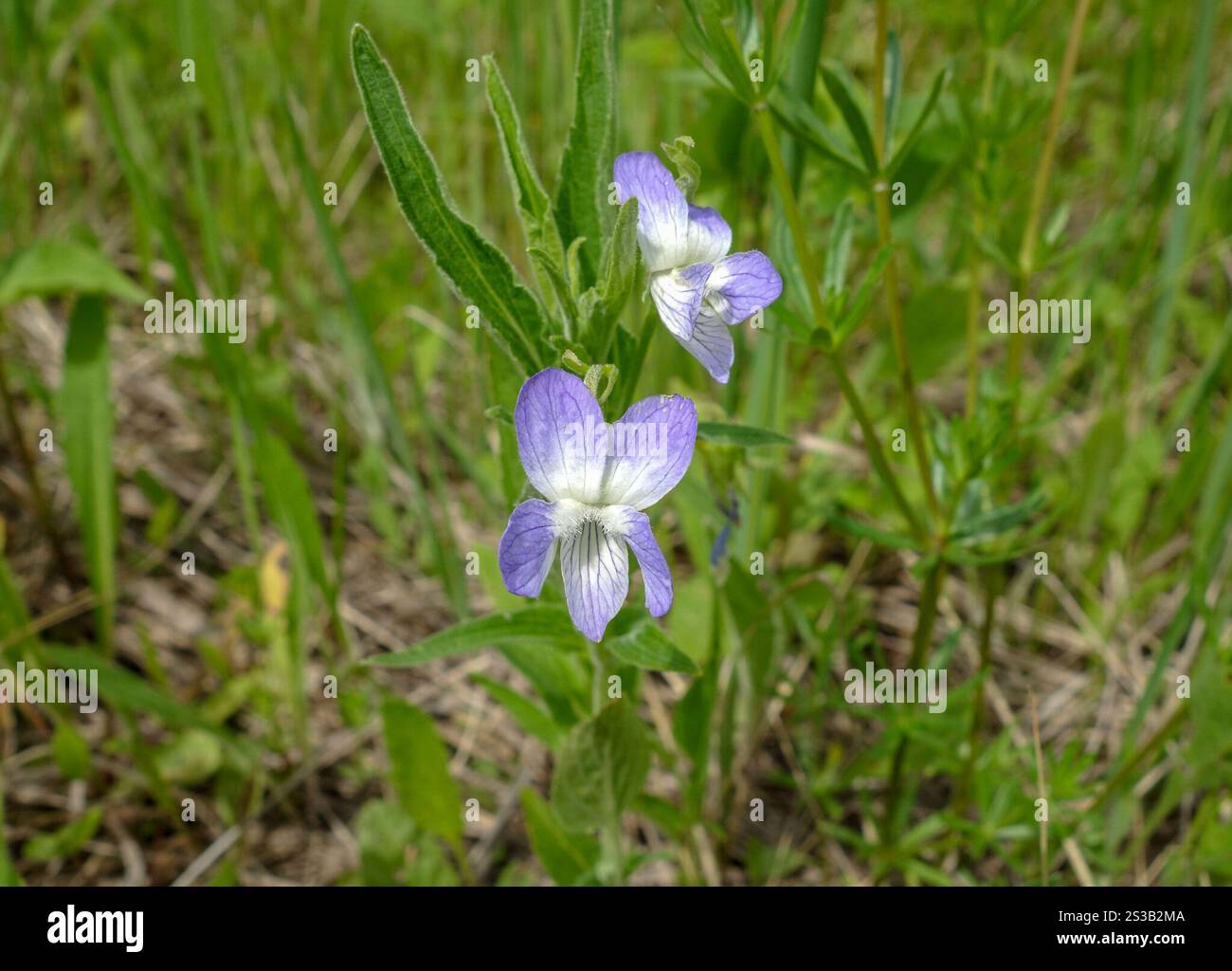 Tall Violet (Viola elatior Stock Photo - Alamy
