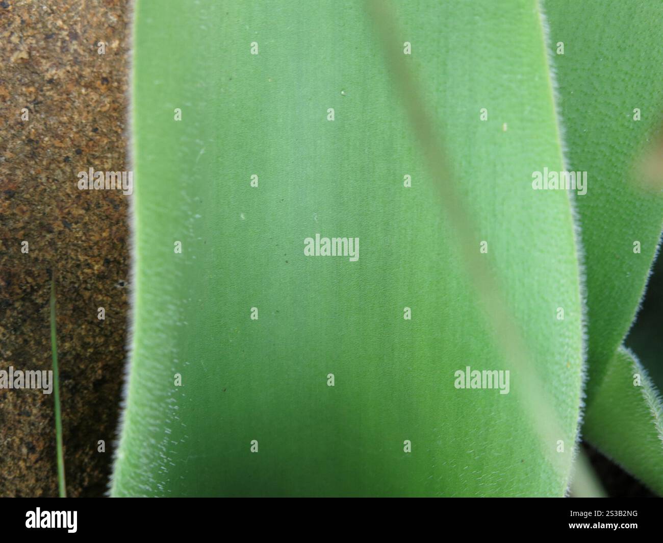 Rabbit-Ear Bloodlily (Haemanthus humilis hirsutus Stock Photo - Alamy