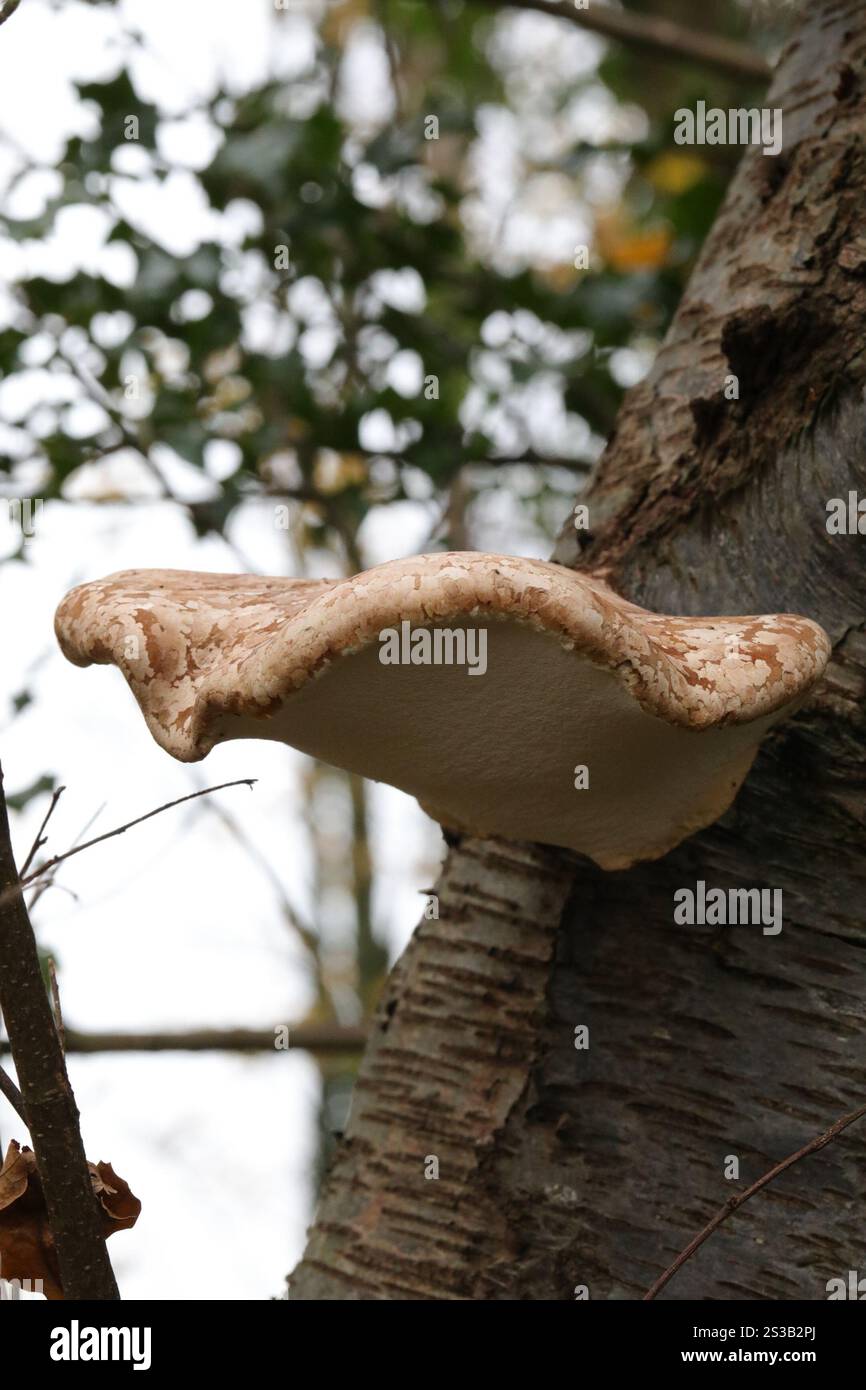 birch polypore (Fomitopsis betulina Stock Photo - Alamy