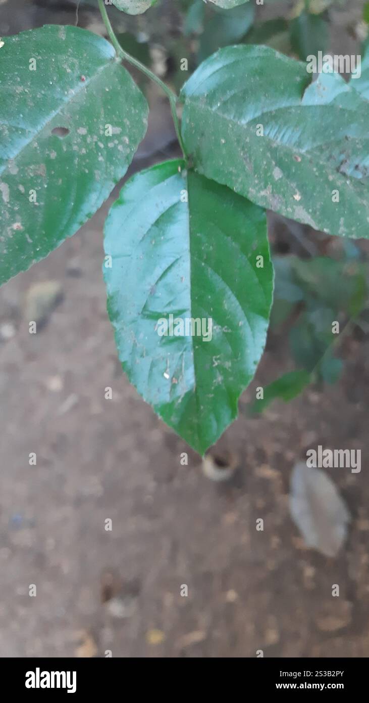 Opposite Leaf Fig (Ficus hispida Stock Photo - Alamy
