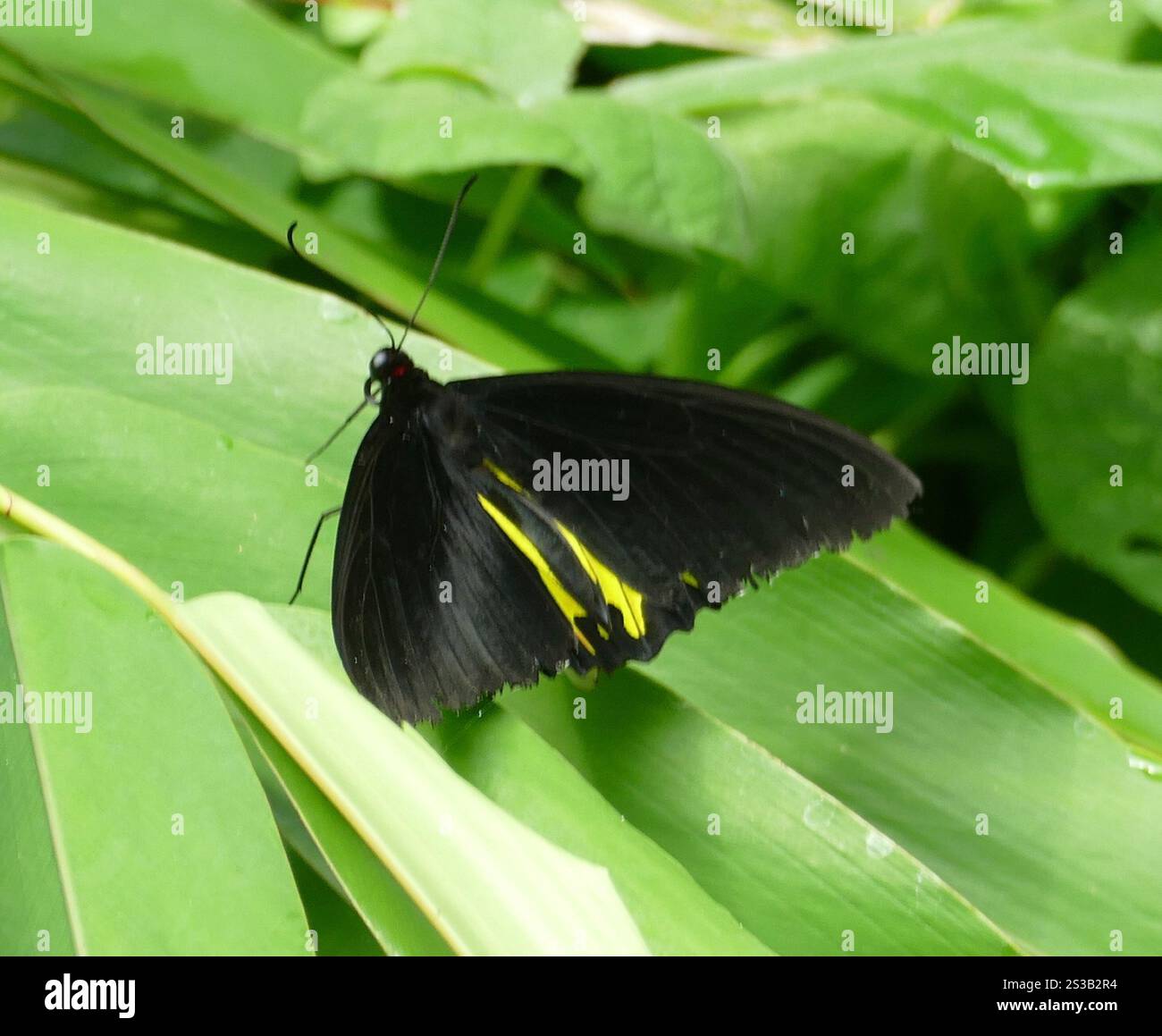 Common Birdwing (Troides helena Stock Photo - Alamy