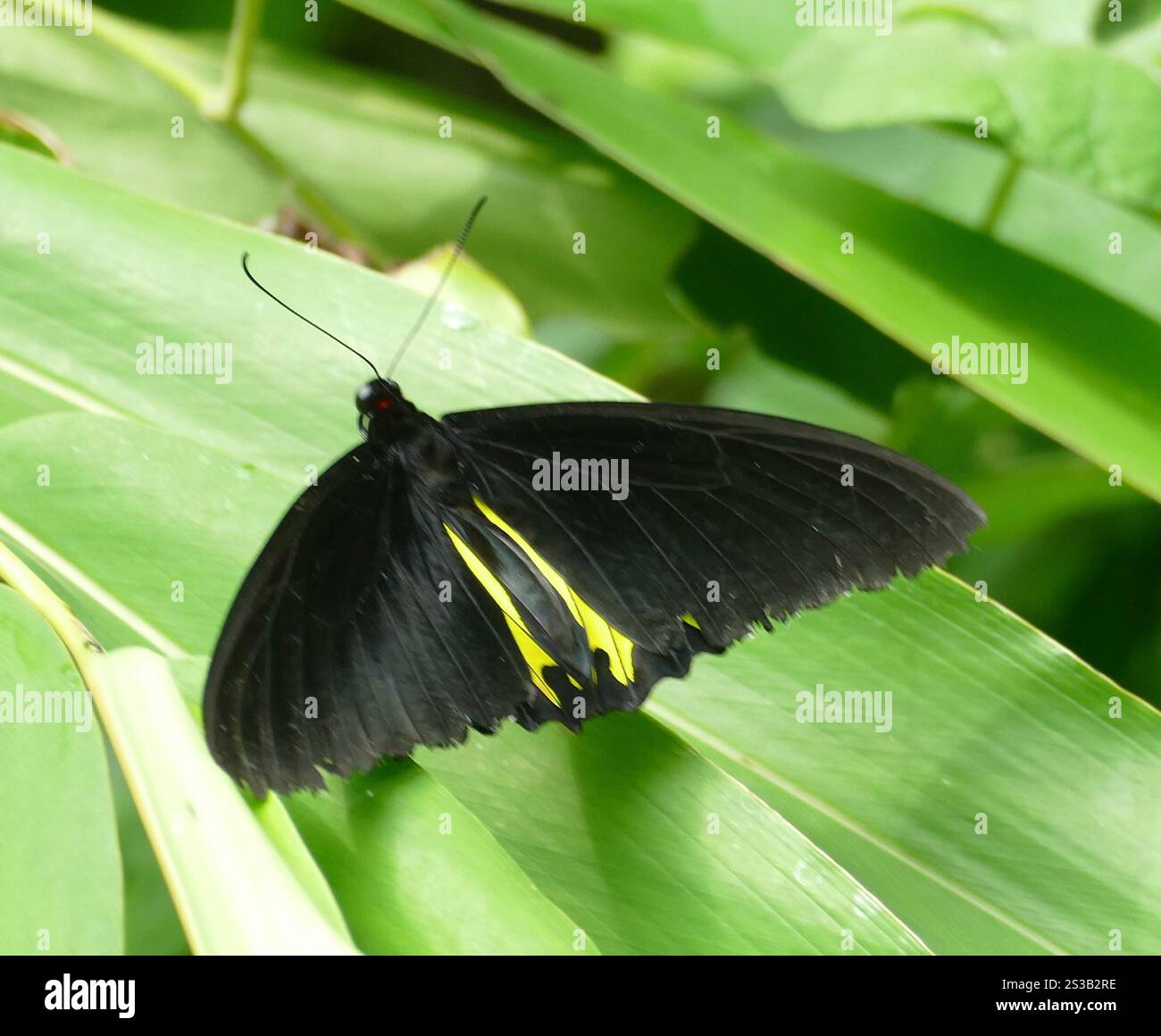 Common Birdwing (Troides helena Stock Photo - Alamy