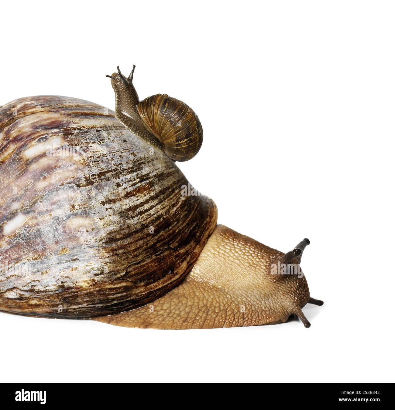 snails isolated on white background. snails Stock Photo - Alamy