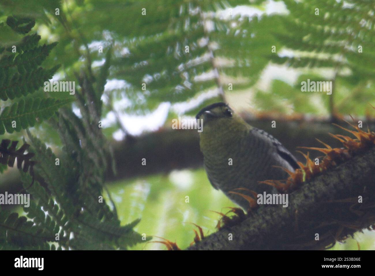 Pachyramphus versicolor hi-res stock photography and images - Alamy