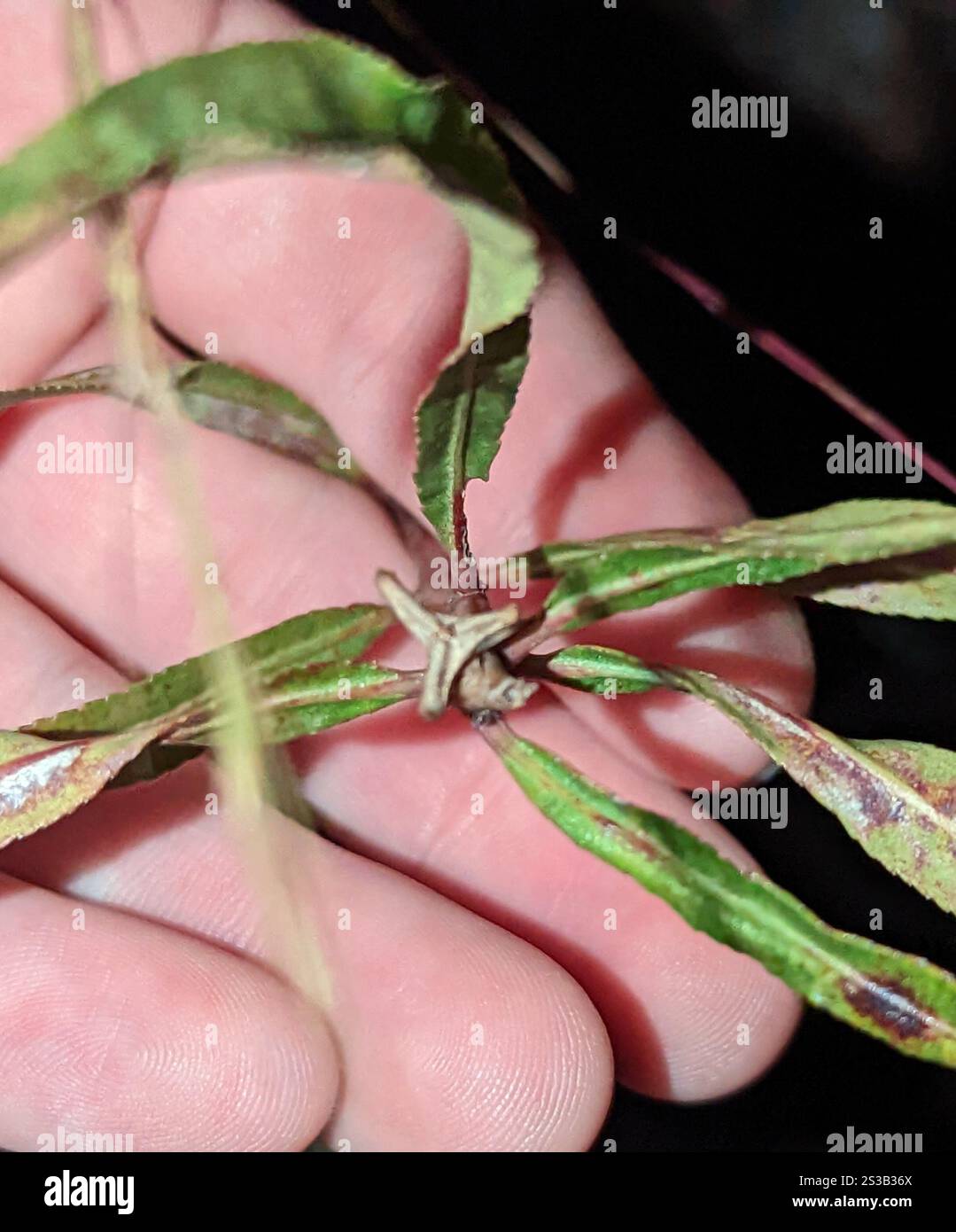 Queen's Delight (Stillingia sylvatica Stock Photo - Alamy