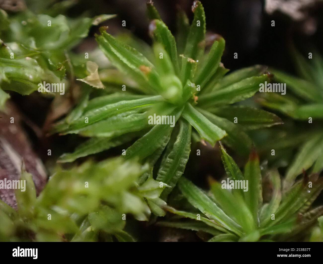 lesser smoothcap (Atrichum angustatum Stock Photo - Alamy