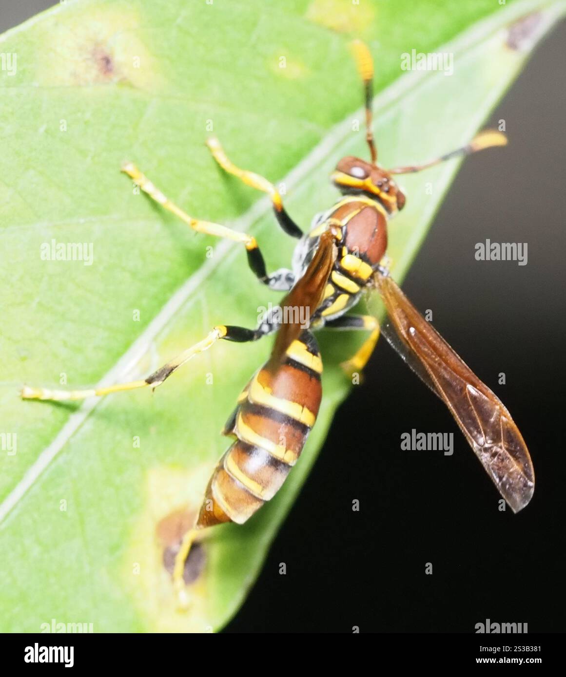 Caribbean Paper Wasp (Polistes crinitus Stock Photo - Alamy