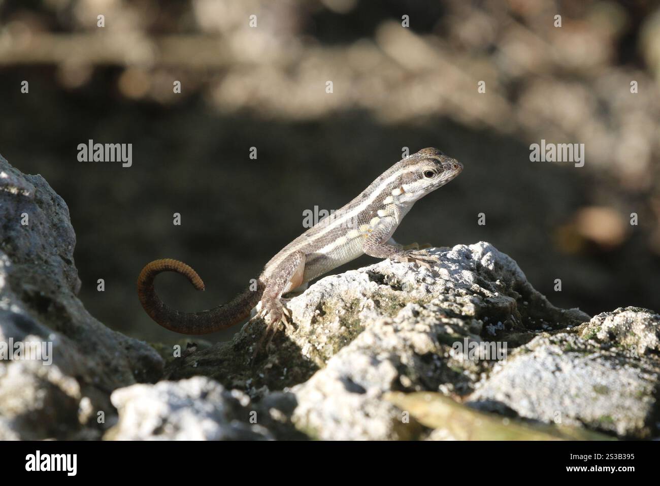 Santo Domingo Curlytail Lizard (Leiocephalus lunatus Stock Photo - Alamy
