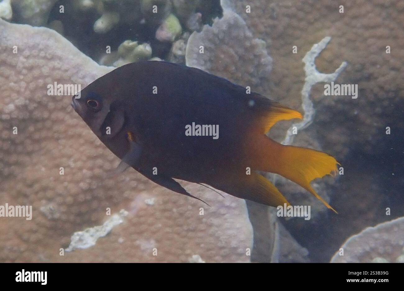 Indo-Pacific Yellowtail Damsel (Neoglyphidodon nigroris Stock Photo - Alamy