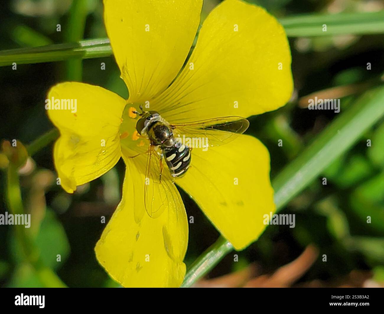 Large-tailed Aphideater (Eupeodes volucris Stock Photo - Alamy