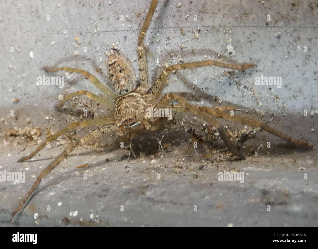Pantropical Huntsman Spider (Heteropoda venatoria Stock Photo - Alamy