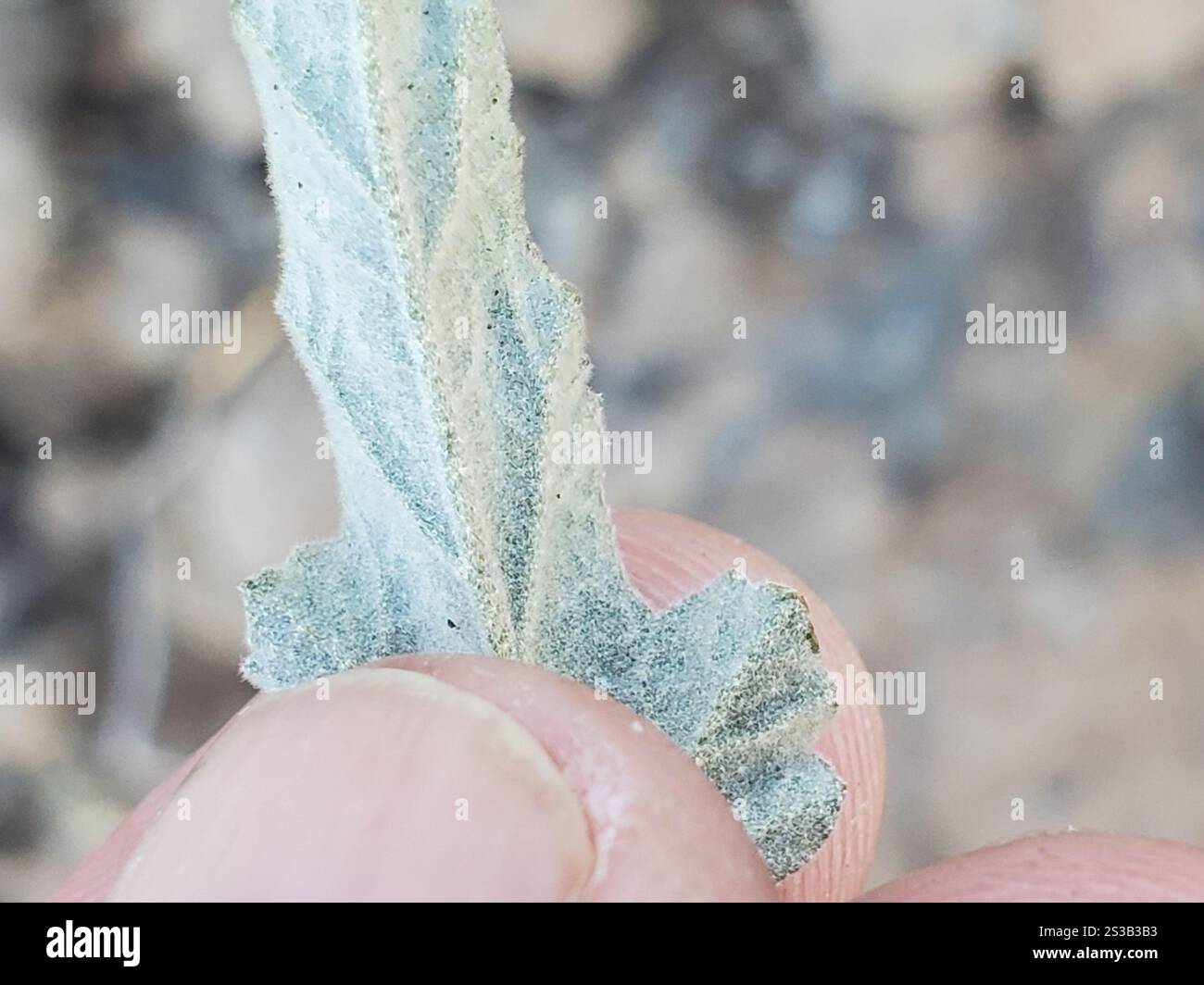 spear globemallow (Sphaeralcea hastulata Stock Photo - Alamy