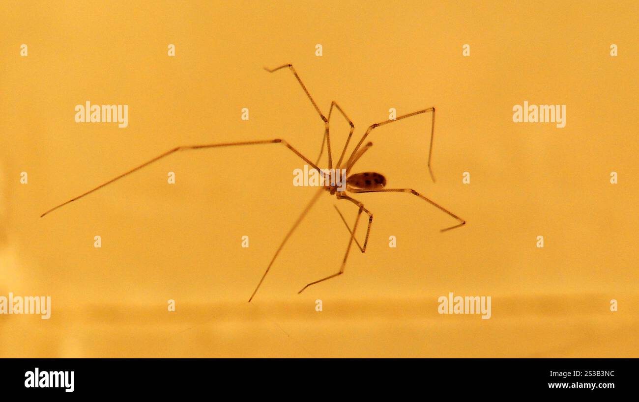 Common Cellar Spiders (Pholcus Stock Photo - Alamy
