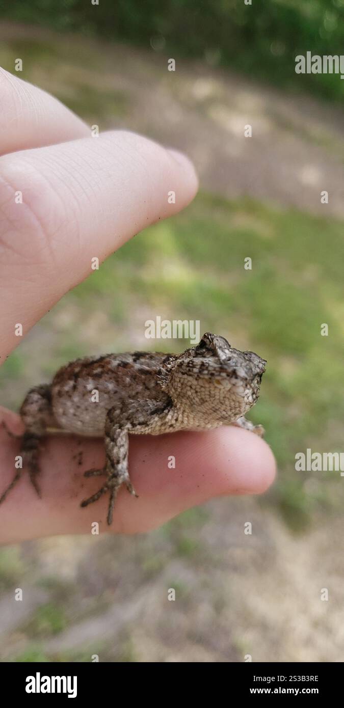 Eastern Fence Lizard (Sceloporus undulatus Stock Photo - Alamy